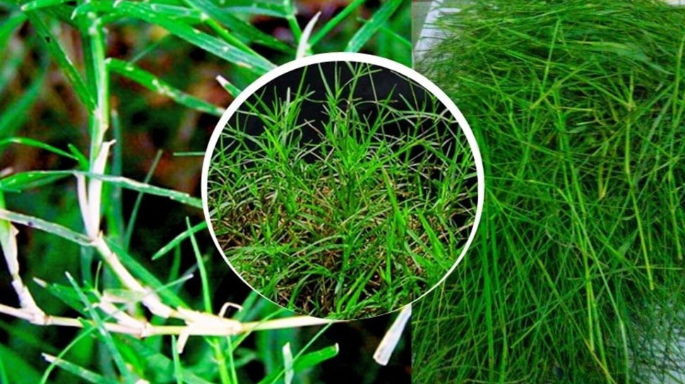 Vastu Tips for Durva Plant How to please Maa Lakshmi | Vastu Tips: घर ...