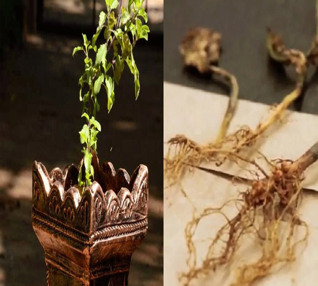 Tulsi root will shine your luck in place of Tulsi leaves | Tulsi Ke ...