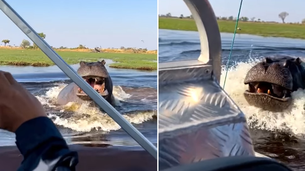 Tourists were having fun in the water suddenly dangerous animal attack ...