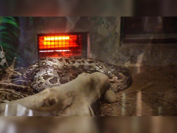 python felt cold sat near the heater Photo viral on internet | बहुत ठंड ...