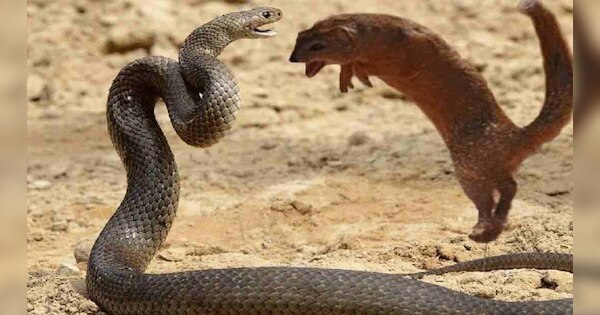 Theory Behind Snake Mongoose Enmity top treanding search on google ...
