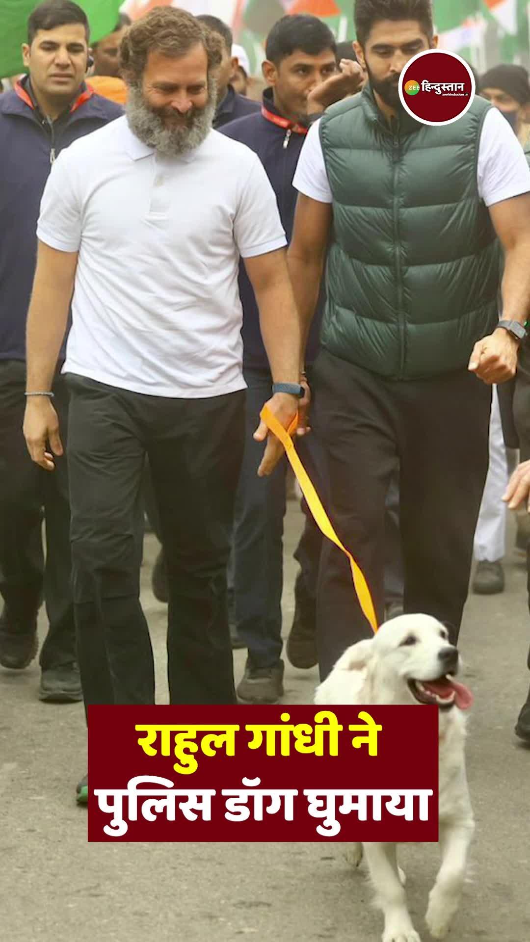 Congress MP Rahul Gandhi walks with a dog during Bharat Jodo Yatra as ...