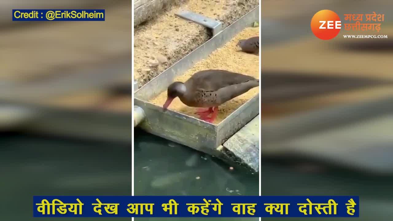machhli aur batakh ka video duck feeding food to fish watch showing ...