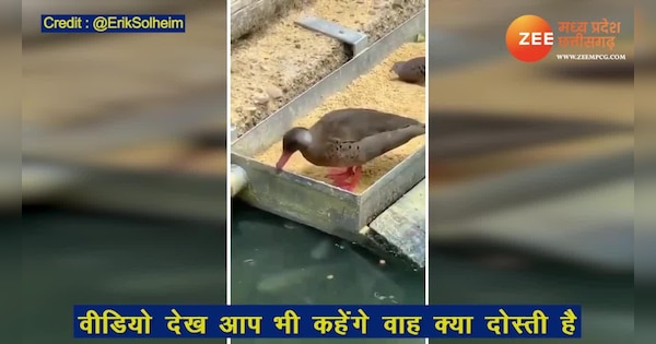 machhli aur batakh ka video duck feeding food to fish watch showing ...