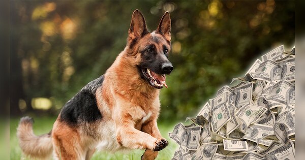 Meet Wealthiest Pets of world know name and see pictures | Wealthiest ...