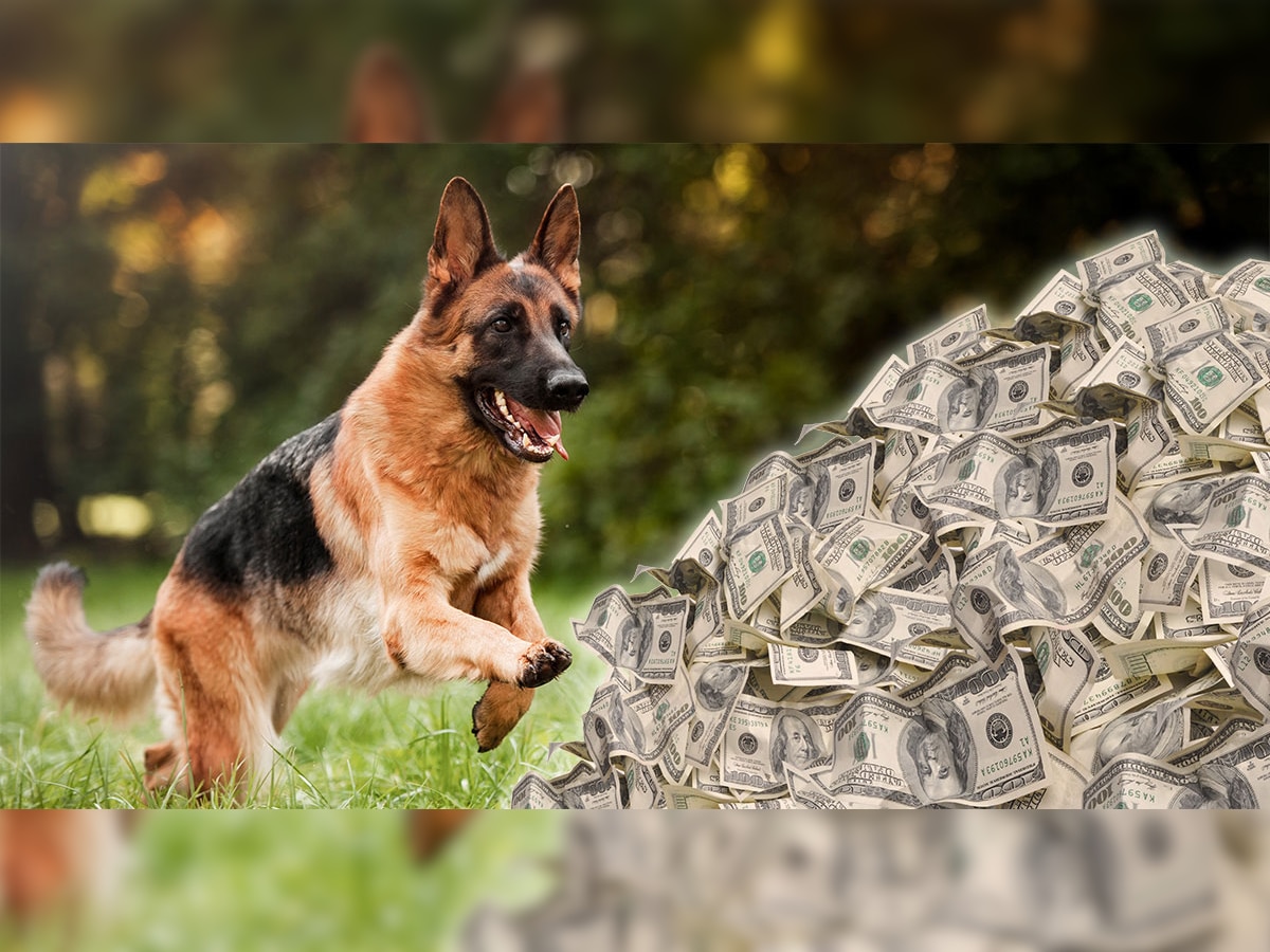 Meet Wealthiest Pets of world know name and see pictures | Wealthiest ...