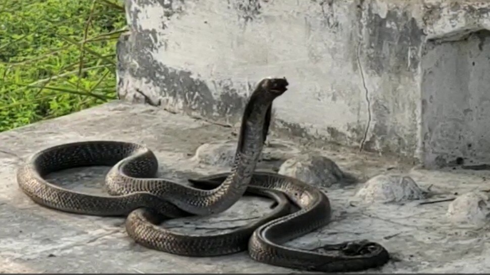 naag nagin love story sad end after naagin death naag also gave up its ...