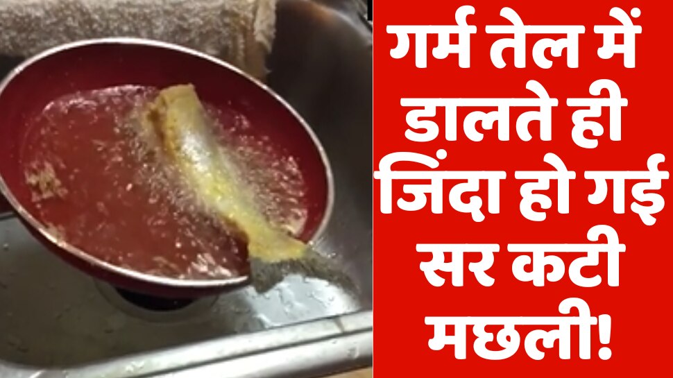 The fish became alive as soon as it was put in hot oil in the frying ...