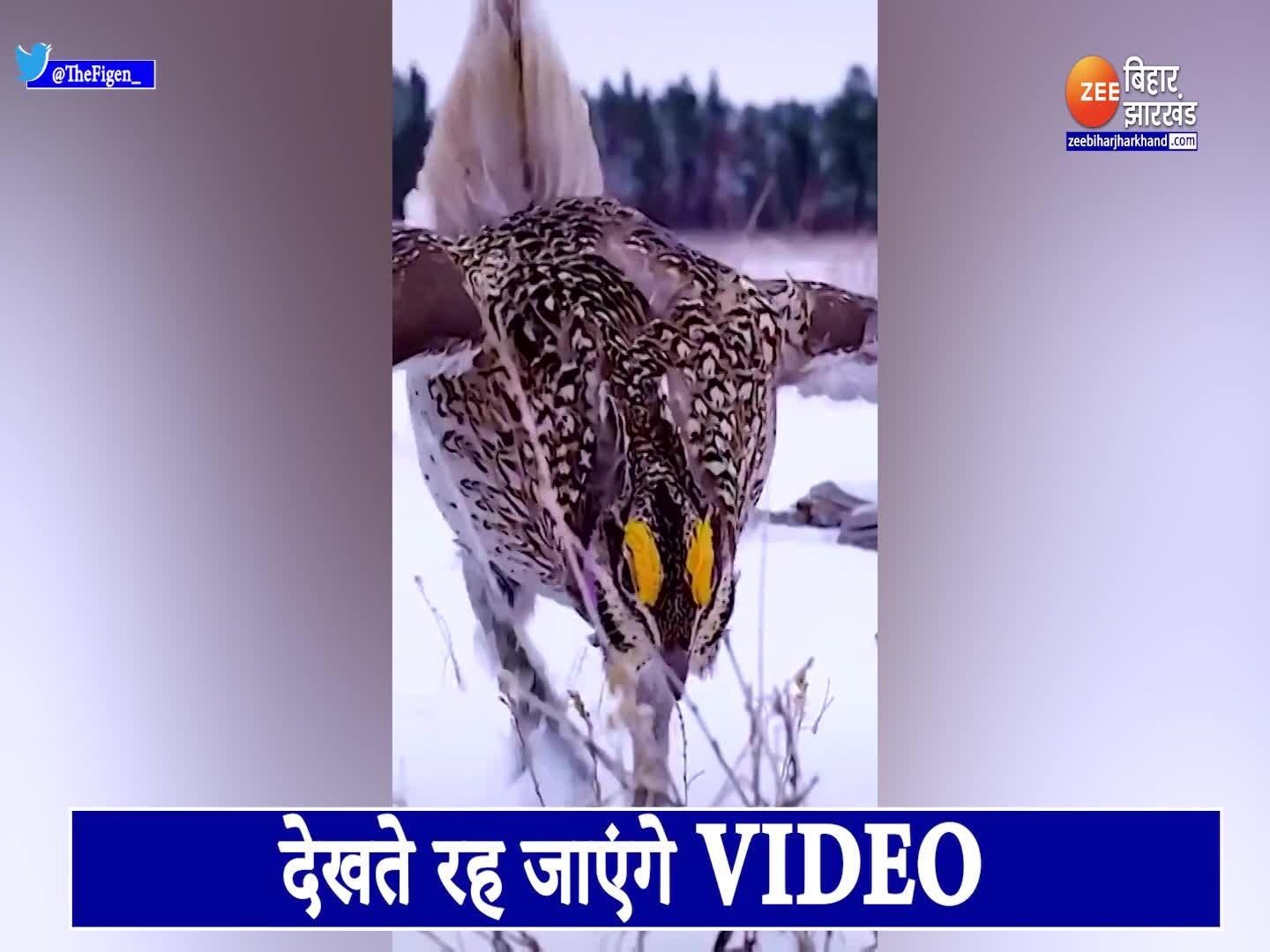 Bird Dance Video Amazing dance done by bird wagging its tail on the ...
