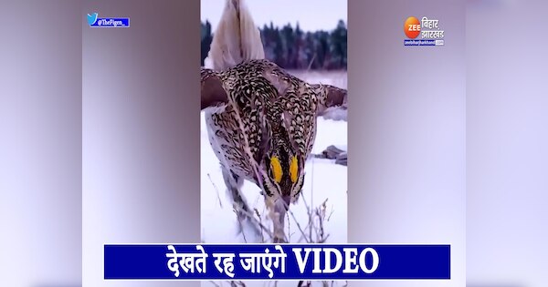 Bird Dance Video Amazing dance done by bird wagging its tail on the ...