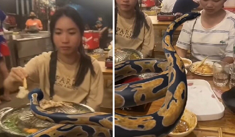 girls and python in luxury restaurant taking dinner at the same table ...