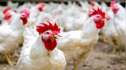 Washing Chicken की ताज़ा खबरे हिन्दी में | ब्रेकिंग और लेटेस्ट न्यूज़ ...