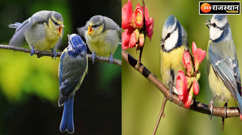 Science facts Why do birds chirp in morning know what science says ...