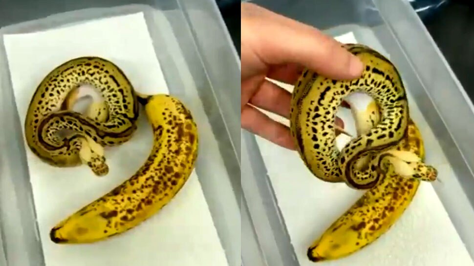 trending today see bizarre banana snake viral video| Viral हुआ केले का ...