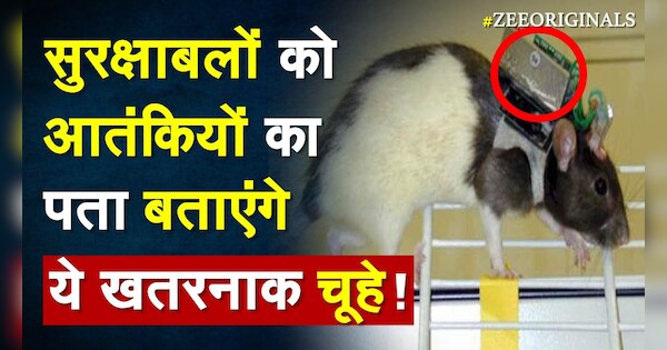 Indian defence scientists have created the first batch of “rat cyborgs ...