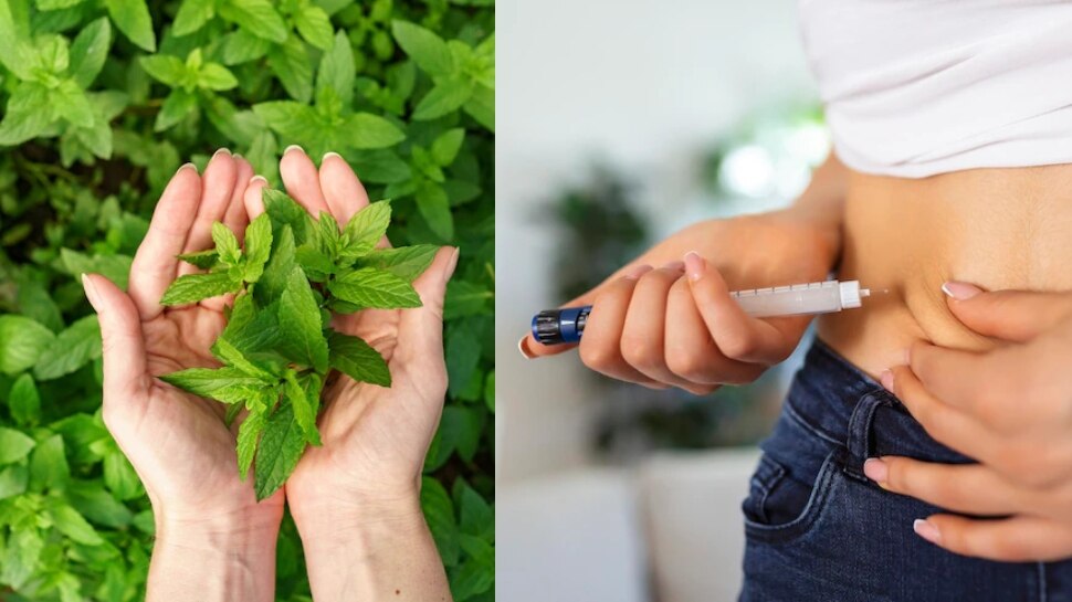 health Benefits of chewing leaves on empty stomach | Healthy Leaves ...