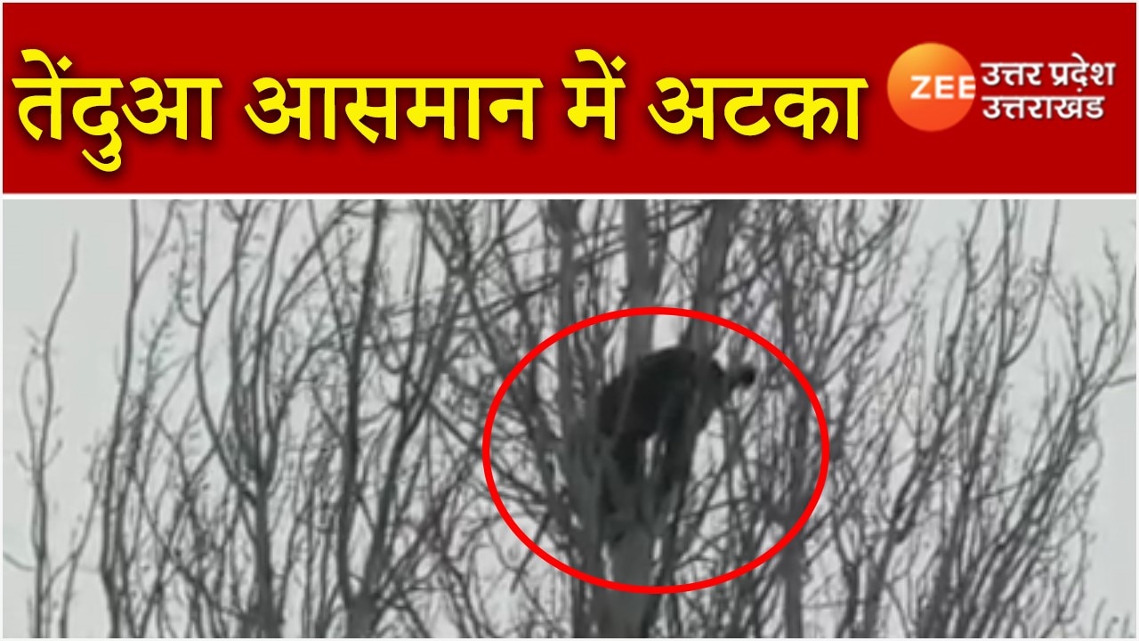 Watch how leopard climbed on full height of tree rescued tendua video ...