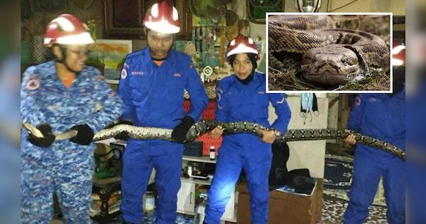 python of ten feet falls from roof family watching tv in malaysia रात ...