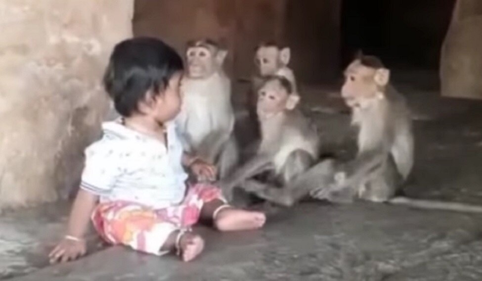 little child playing with troop of monkeys people remembered lord ...