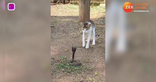 Animal Viral Video cat snake fight prup | बिल्ली ने लिया नागराज से पंगा ...