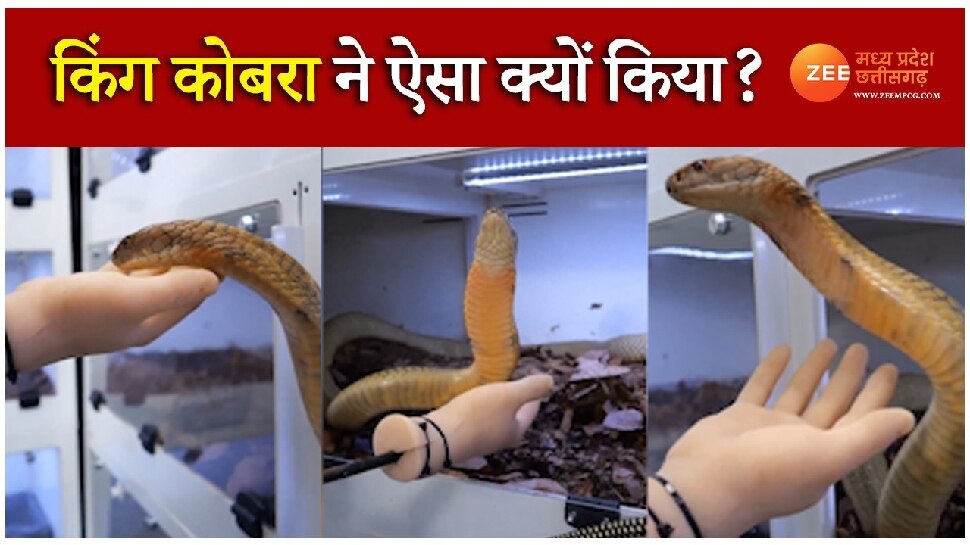 King Cobra Brain Works like this Snake Not Attack On Fake Hand Without ...