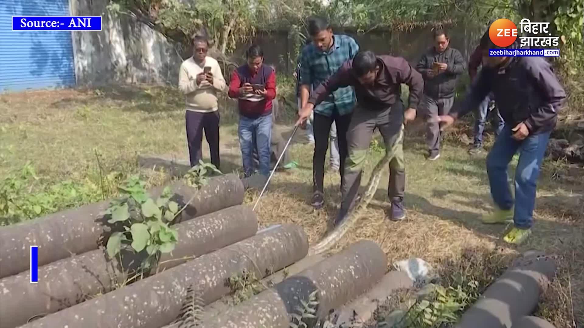 Two pythons were rescued simultaneously from Phulbari area of Siliguri ...