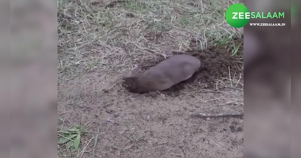 viral video rat digging hole in soil video goes viral on internet smzs ...