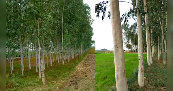 Tree Eucalyptus Side Effects Myrtaceae Neelgiri Safede ka Ped Planting ...