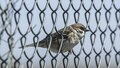 keeping birds in the cage cause bad defect in your kundali | भूलकर भी ...