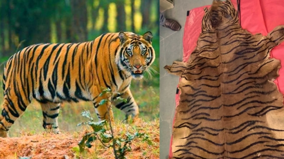 Tiger in Danger in Tiger State MP Accused Arrested With Skin Bagh Ki ...