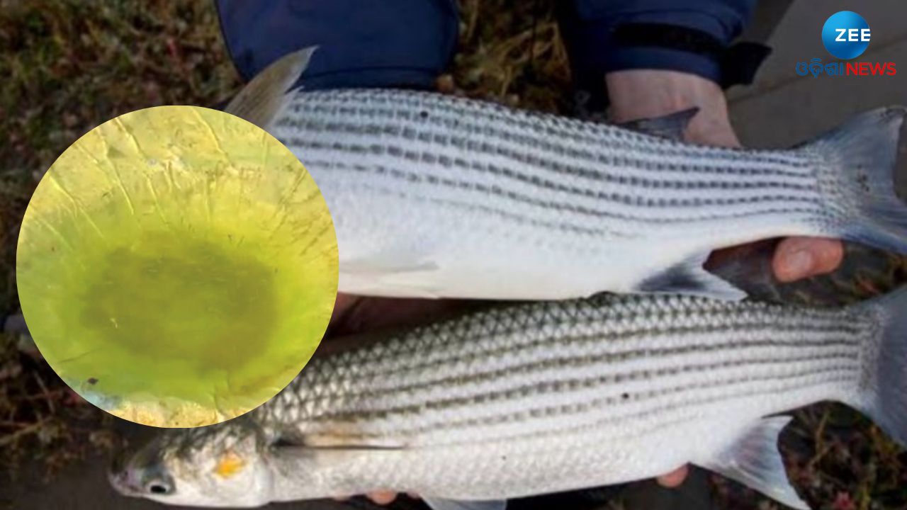 Khainga Fish Smuggling at Paradeep Jatadhari Muhana by kolkata ...
