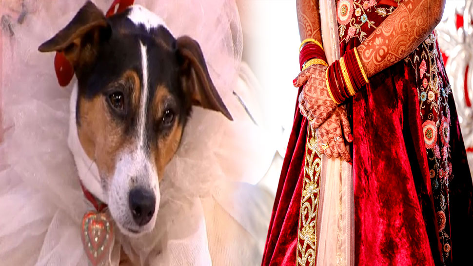 trending news divorcing husband woman married dog read bizarre love ...