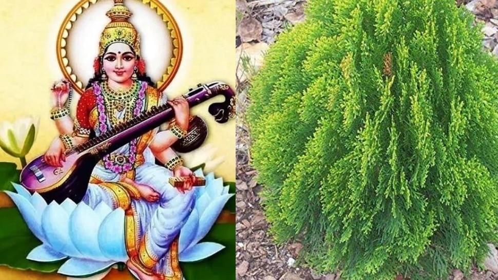 Plant mayur pankh plants on Basant Panchami paudharopan upay saraswati ...