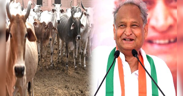 jaipur news Gaushala Animal Shelter Public Participation Scheme ...