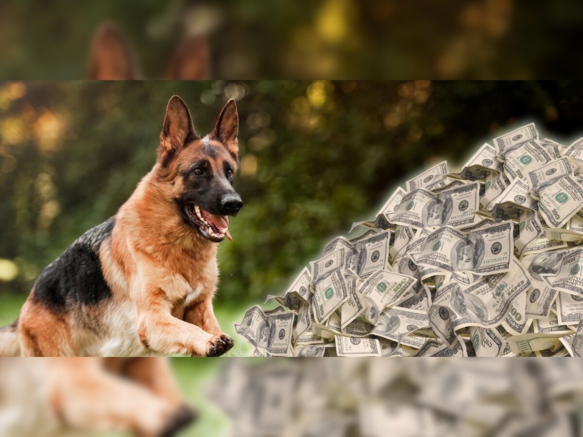 meet top 5 wealthiest pets of the world । Wealthiest Pets: ପୁଅ ନୁହେଁ କି ...