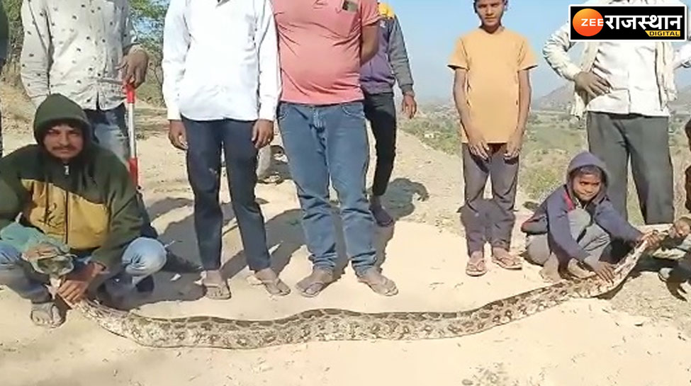 13 feet long python was found on the wall of the temple there was a ...