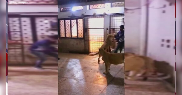 shocking three lioness attacks man in a cage video now viral on ...