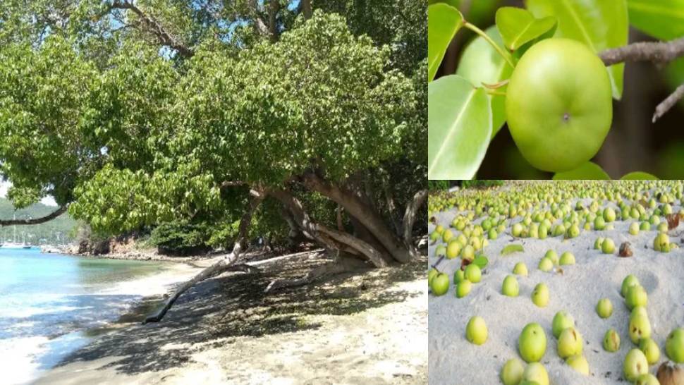 Ajab Gajab Trending manchineel tree Burns Skin in rain most poisonous ...