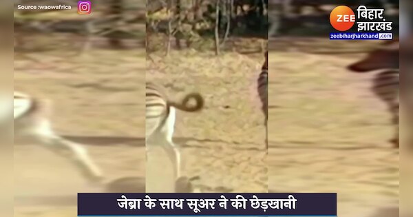 zebra kick hard to wild boar soul of a wild boar came out video went ...