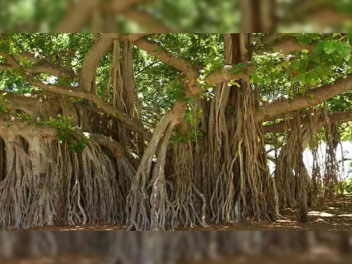 Bargad Ke Patte Ke Upay Banyan Remedy for Money and Success |Bargad Ka ...