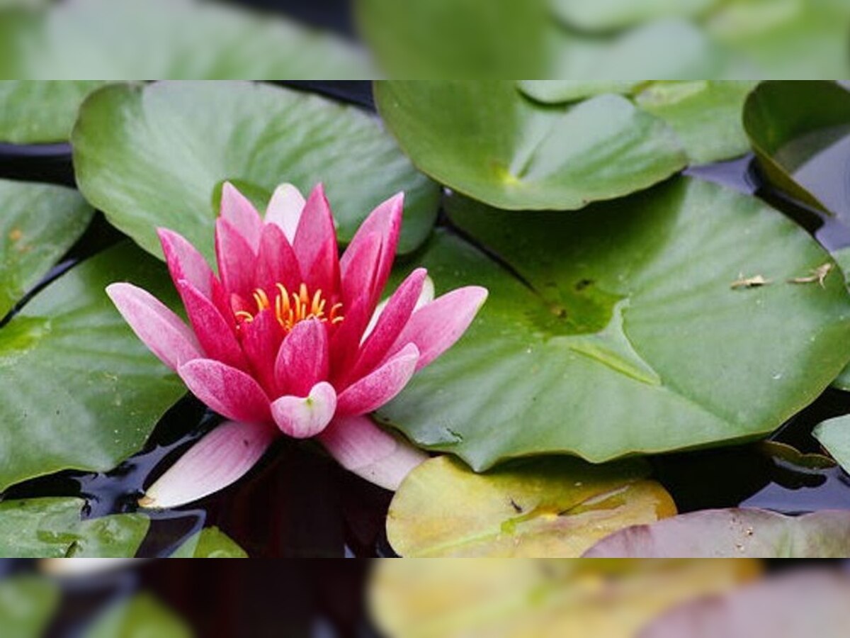 Maa Lakshmi: मां लक्ष्मी की प्रिय चीज को घर में रखना है बेहद चमत्कारी ...