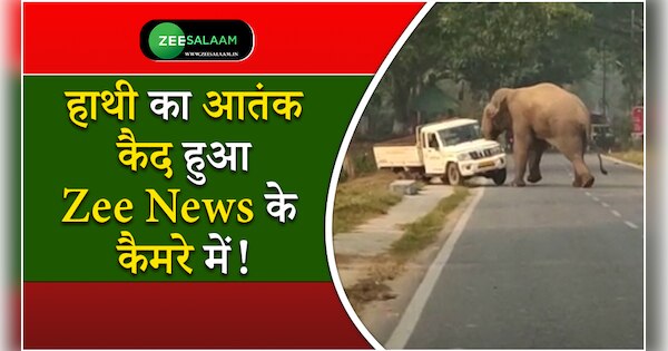 Exclusive Video of Elephant terror captured in Zee News camera aaz