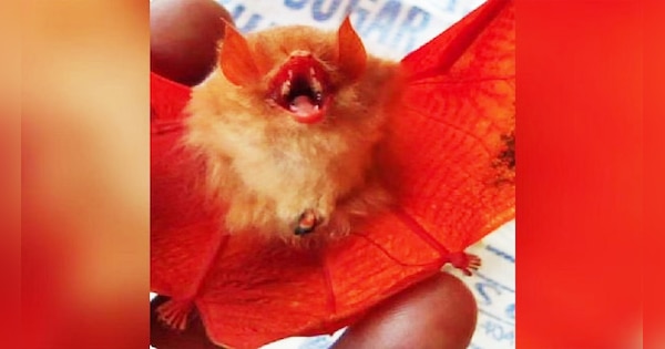 Rare orange coloured bat A near threatened species spotted in ...