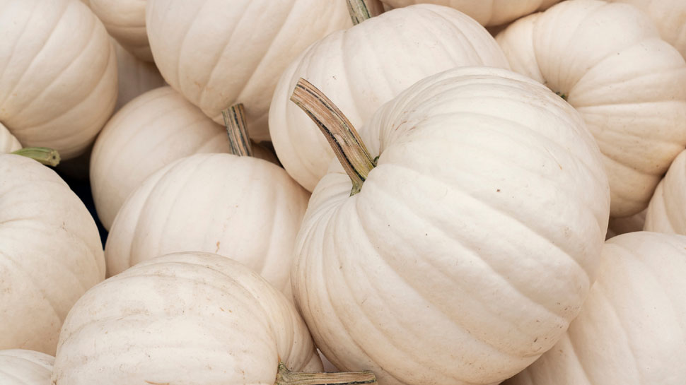 Safed Kaddu Khane ke fayde White Pumpkin Health Benefits Immunity Joint ...