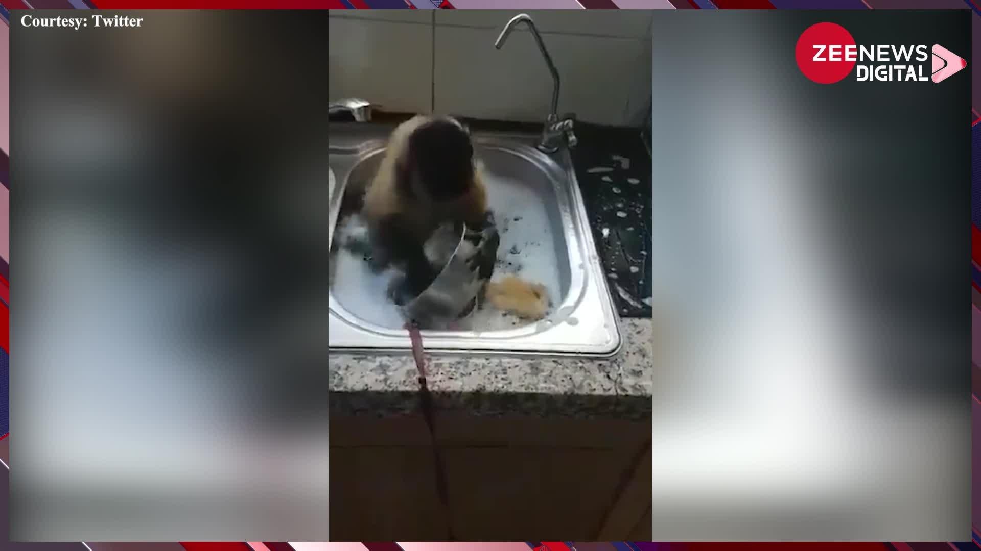 Monkey washing dishes in the kitchen funny cute animal video gone viral ...