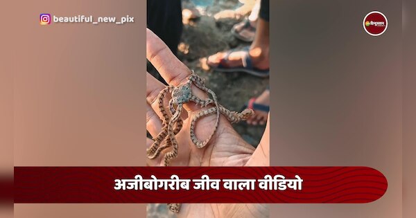 weird creature crawling on a mans hand watch shocking viral video ...