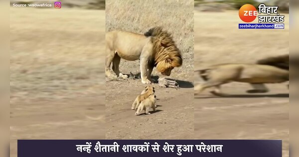 Little cubs harassed the lion Babbar fiercely watch viral video ...