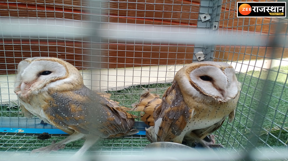 Jaipur news Two barn owls of rare species rescued from hotel people ...