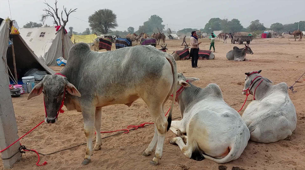 Nagaur News Inauguration of Shri Ramdev Cattle Fair Nagauri bull became ...