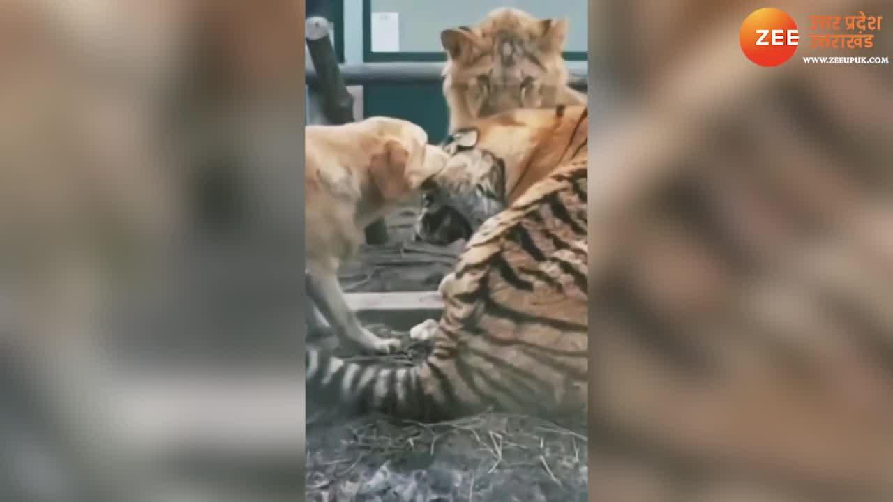 Dog vs Tiger Video single dog messed with tiger and lion fierce fight ...
